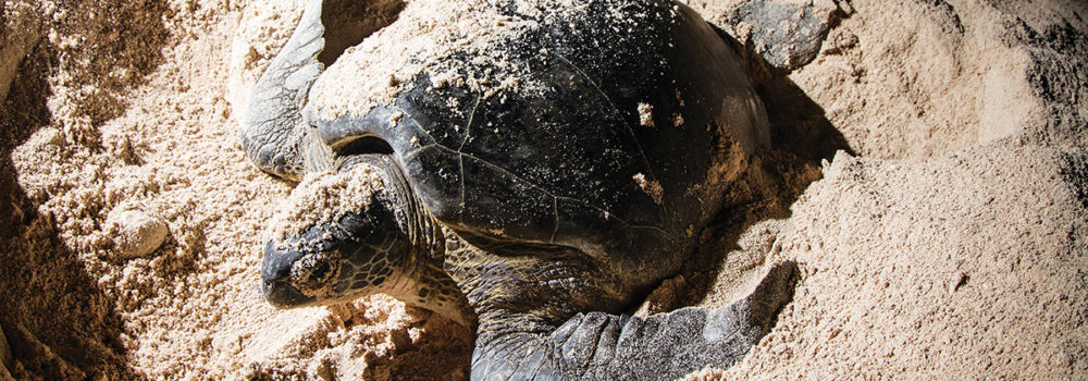 Learn About the Centro Mexicano de la Tortuga - Escapadas