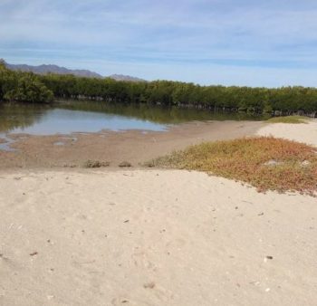 Visit Isla Tiburón - Escapadas